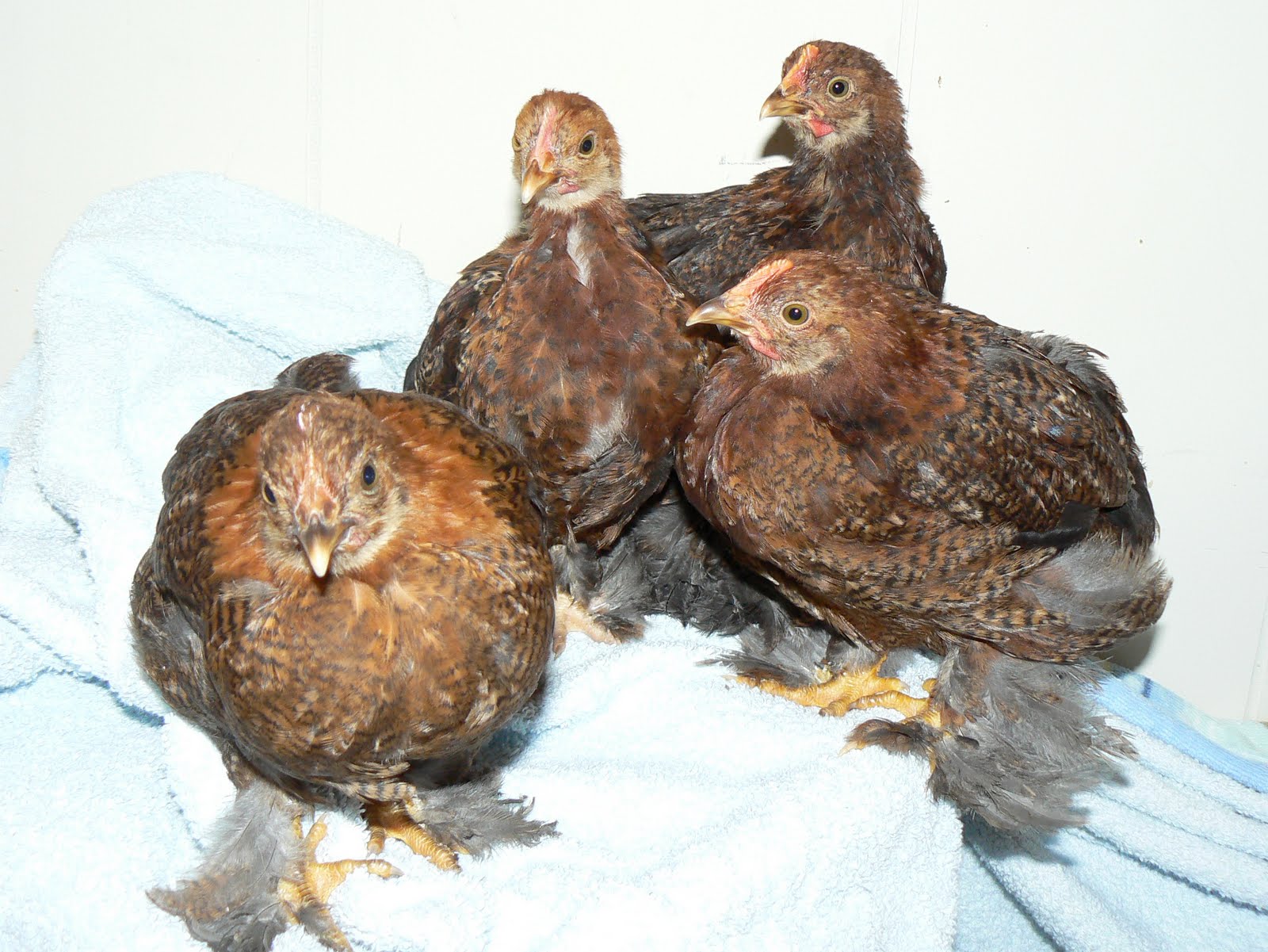 Cochin Chick Gender- Development Pictures – Hanbury House