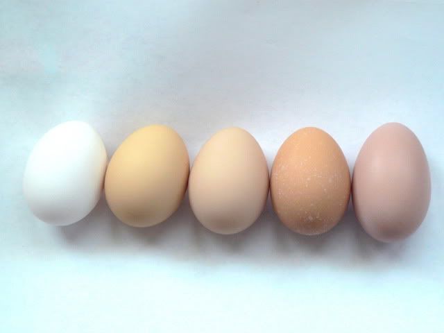 Expensive Eggs - Hanbury House