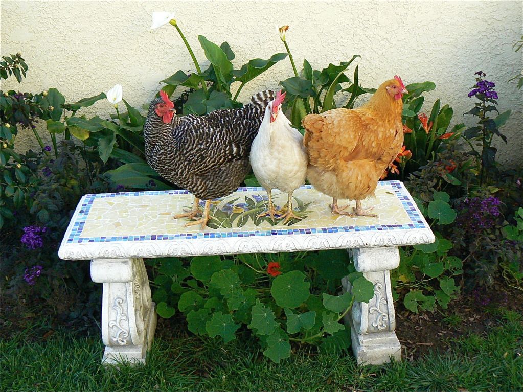 Maintaining A Garden with Chickens - Hanbury House